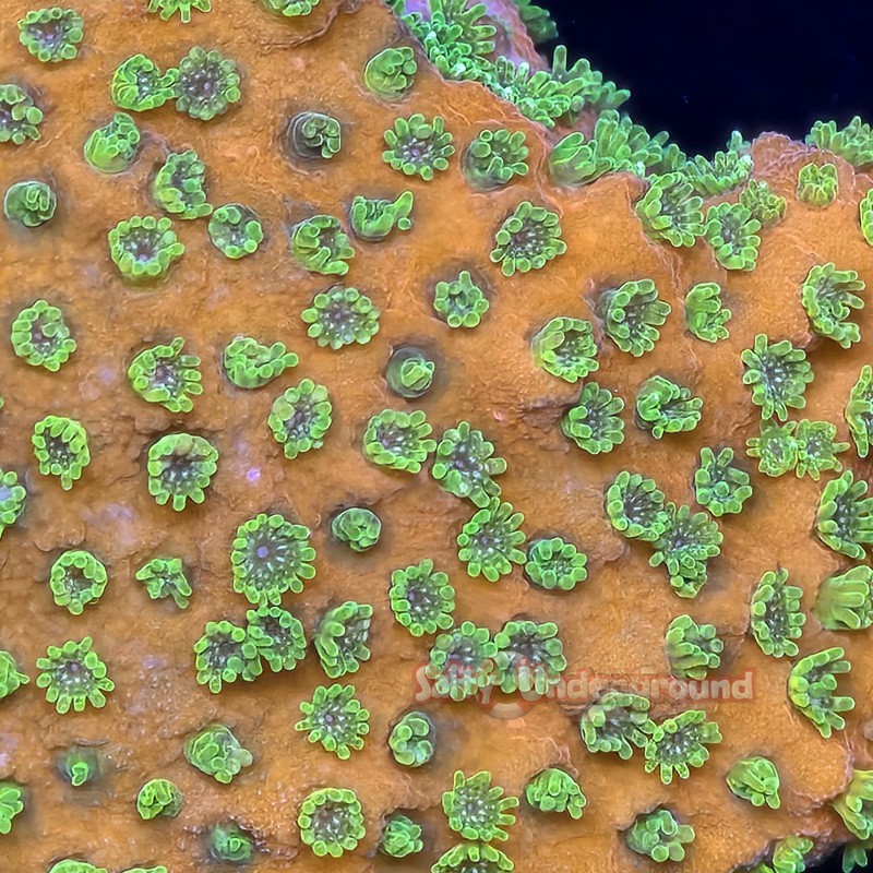 Salty Underground: Montipora Sunset