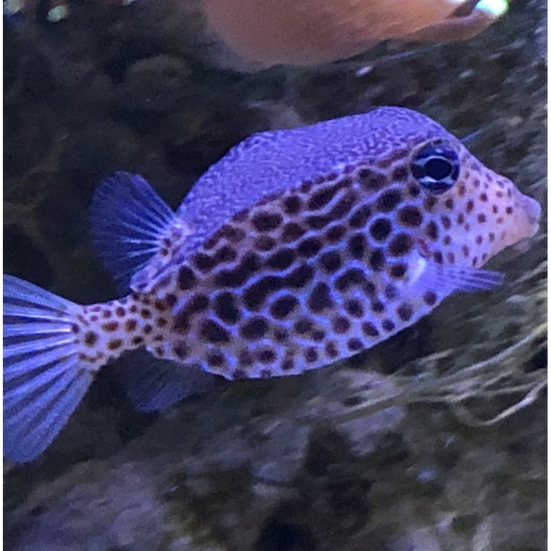 Salty Underground: Reticulated Boxfish