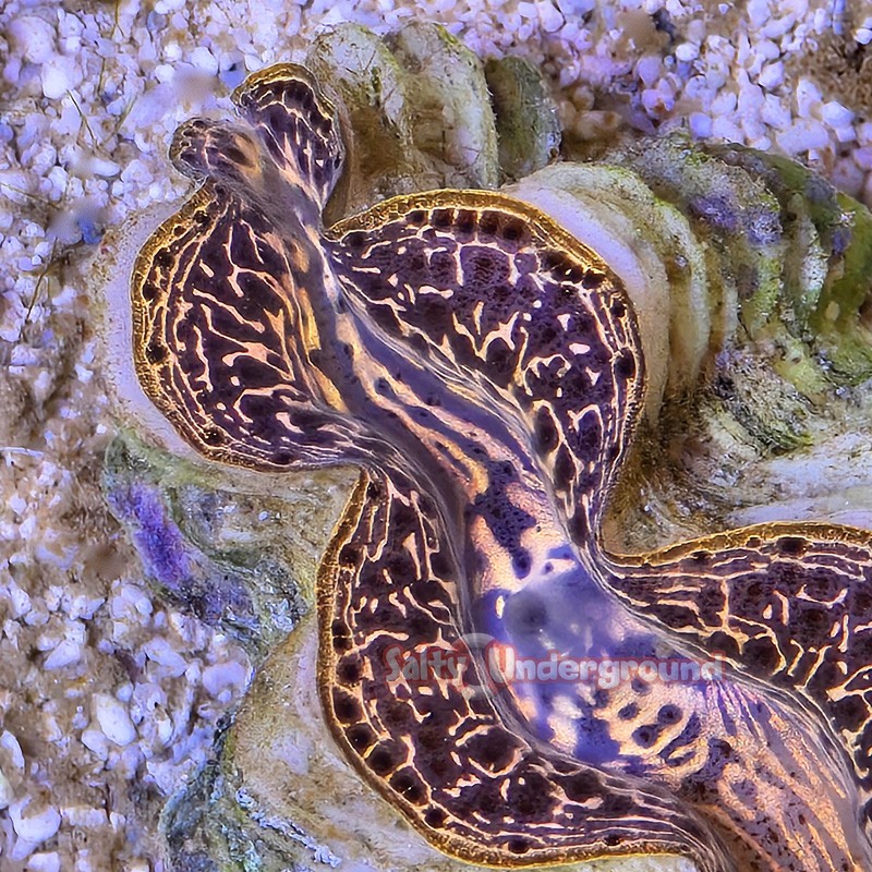 Salty Underground: Leopard Maxima Clam 2 inches