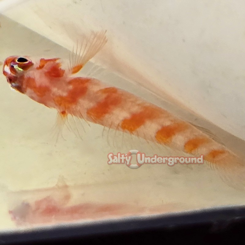 Salty Underground: Candy Cane Pygmy Goby (Trimma cana)