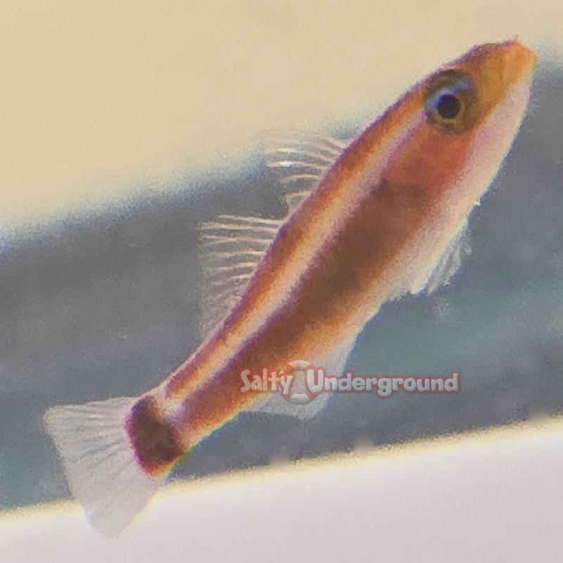 Salty Underground: Red Spot Tail Pygmy Goby (Trimma caudomaculatum)