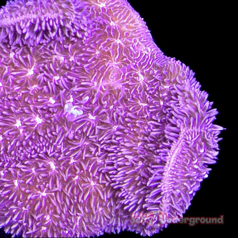 Salty Underground: Turquoise Candy Cane 7-9 Heads