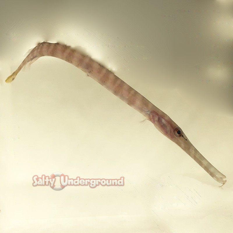 Salty Underground: Trumpet Fish (Aulostomus chinesis)