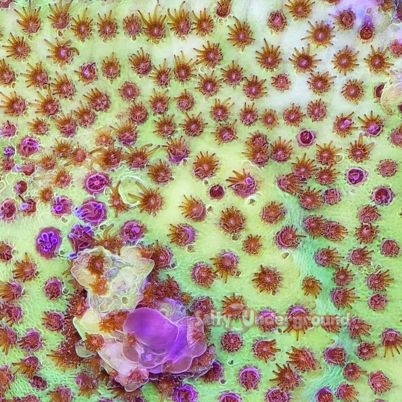 Salty Underground: Burning Banana Stylocoeniella