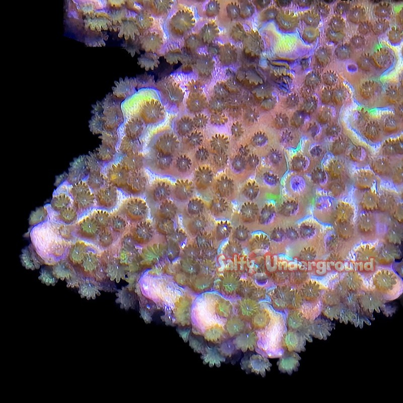 Salty Underground: Confusa Montipora Spongodes