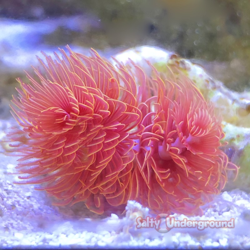 Salty Underground: Fountain Head Duster Tube Coco Worm Red