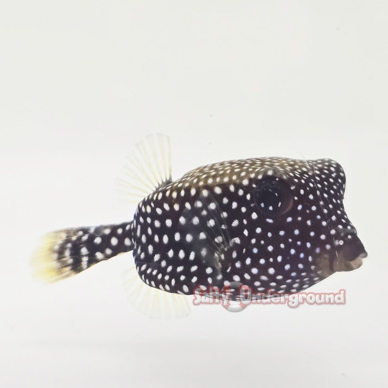 Boxfish: Peaceful Captives Needing Rockwork and Varied Diet