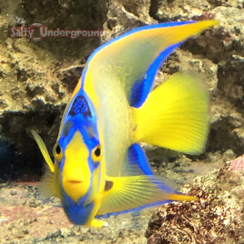 Salty Underground: Blue Angelfish