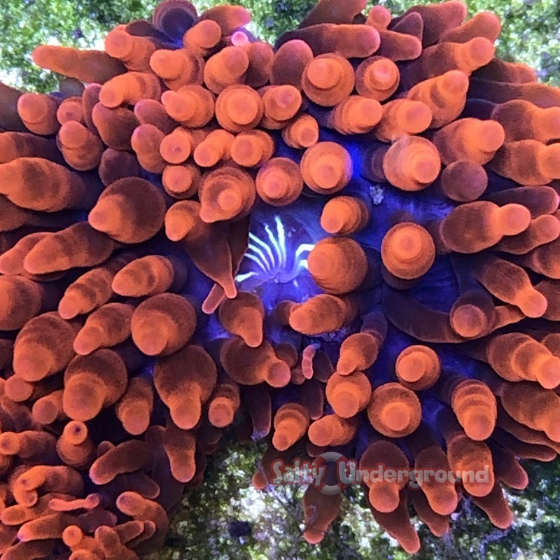 Salty Underground: Rose Bubble Tip Anemone - medium