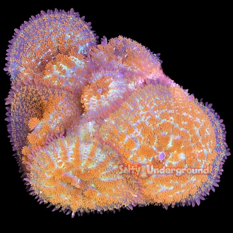 Salty Underground: Superman Rhodactis Mushroom