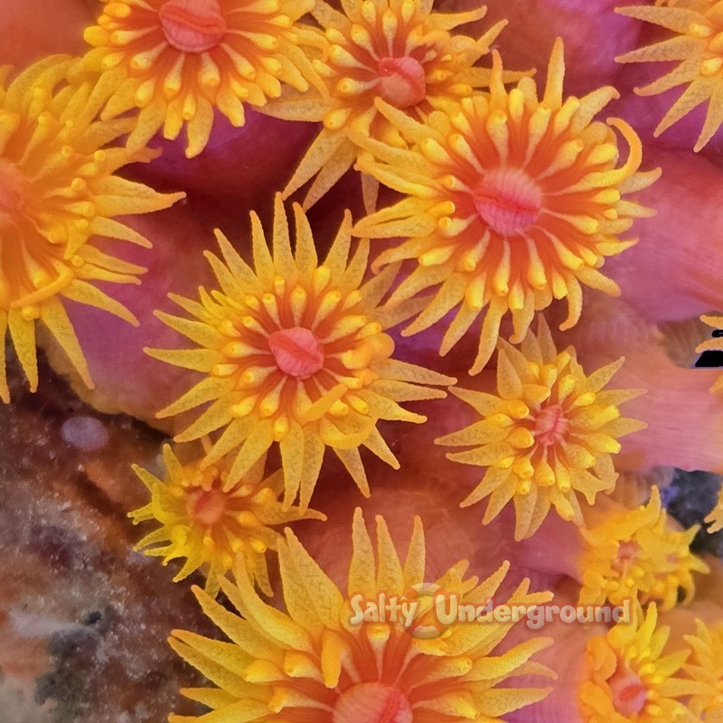Salty Underground: Sun Coral 3-4 inch Colony