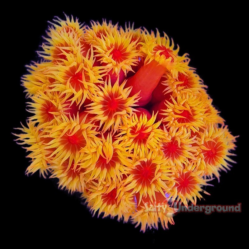 Salty Underground: Sun Coral 3-4 inch Colony