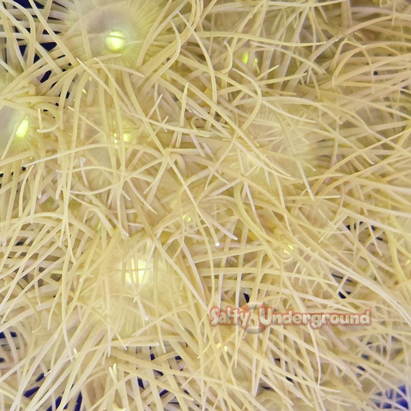 Salty Underground: Sunshine Yellow Polyps (Parazoanthus)