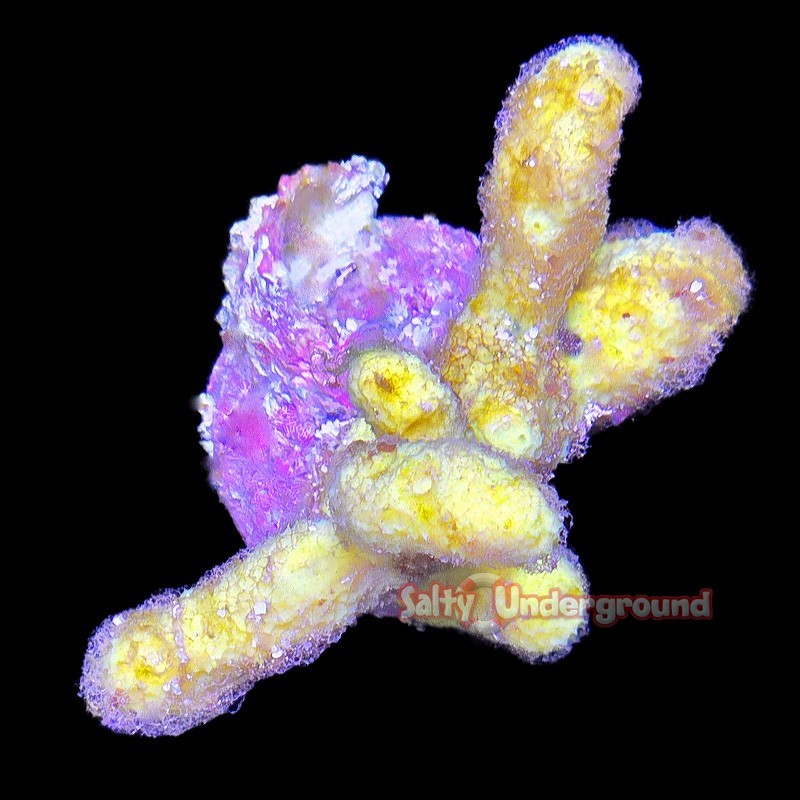 Salty Underground: Finger Sponge-Yellow