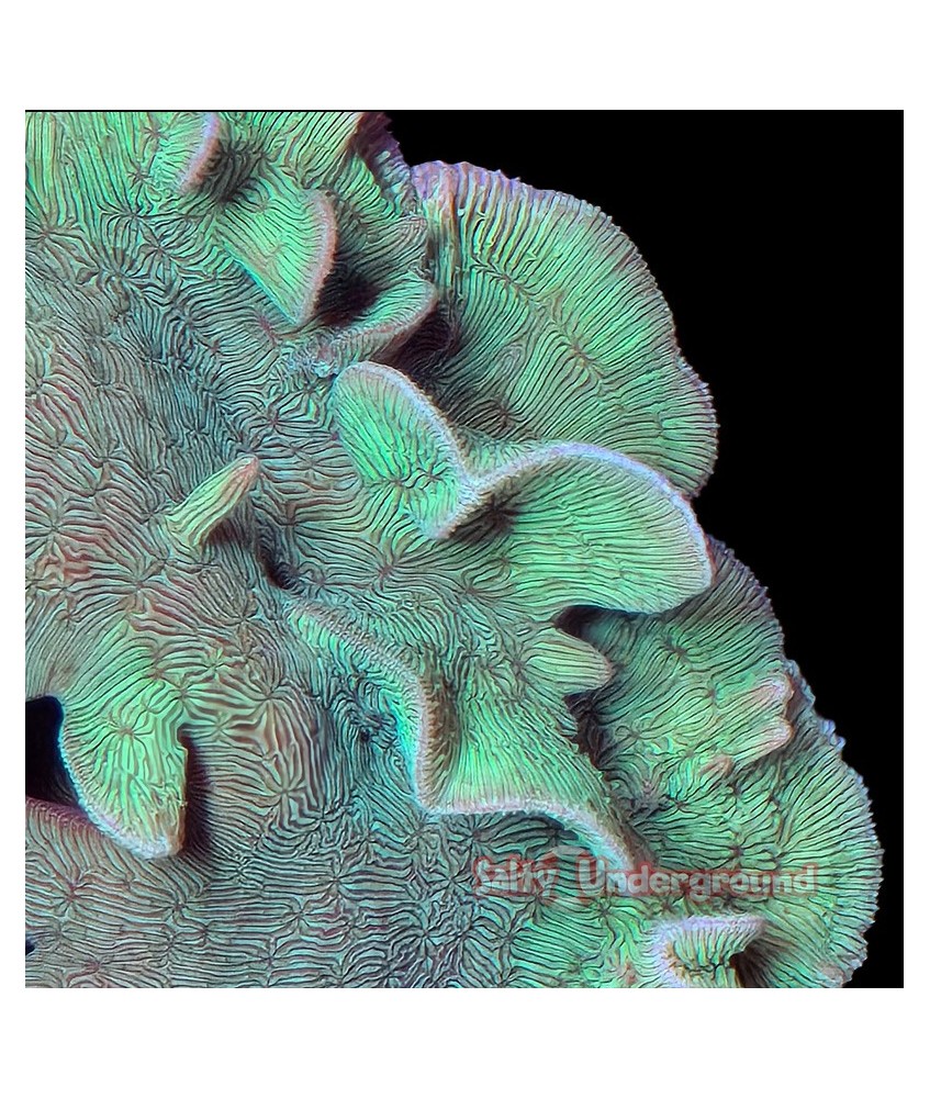 Salty Underground: Green Plating Pavona