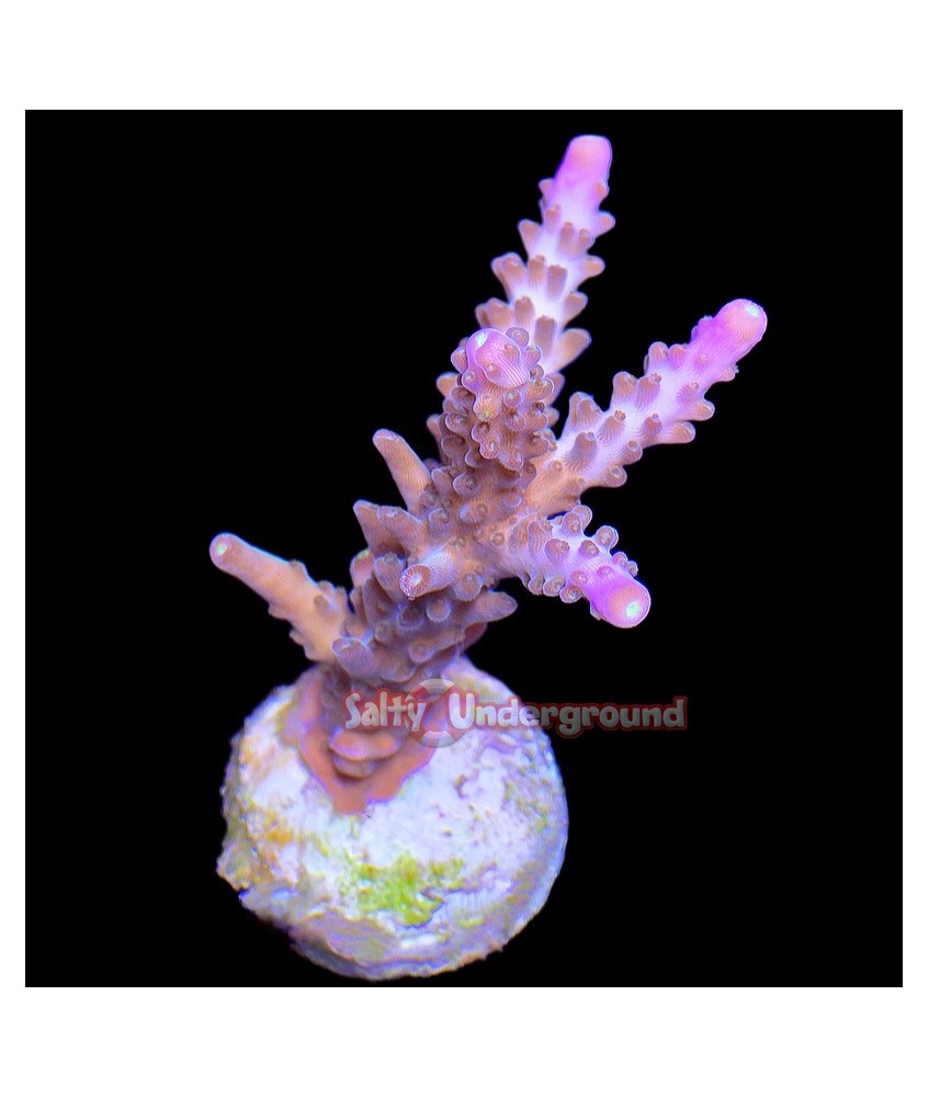 Salty Underground: Orange Spine Naso Tang (Naso lituratus) 2-3 inches