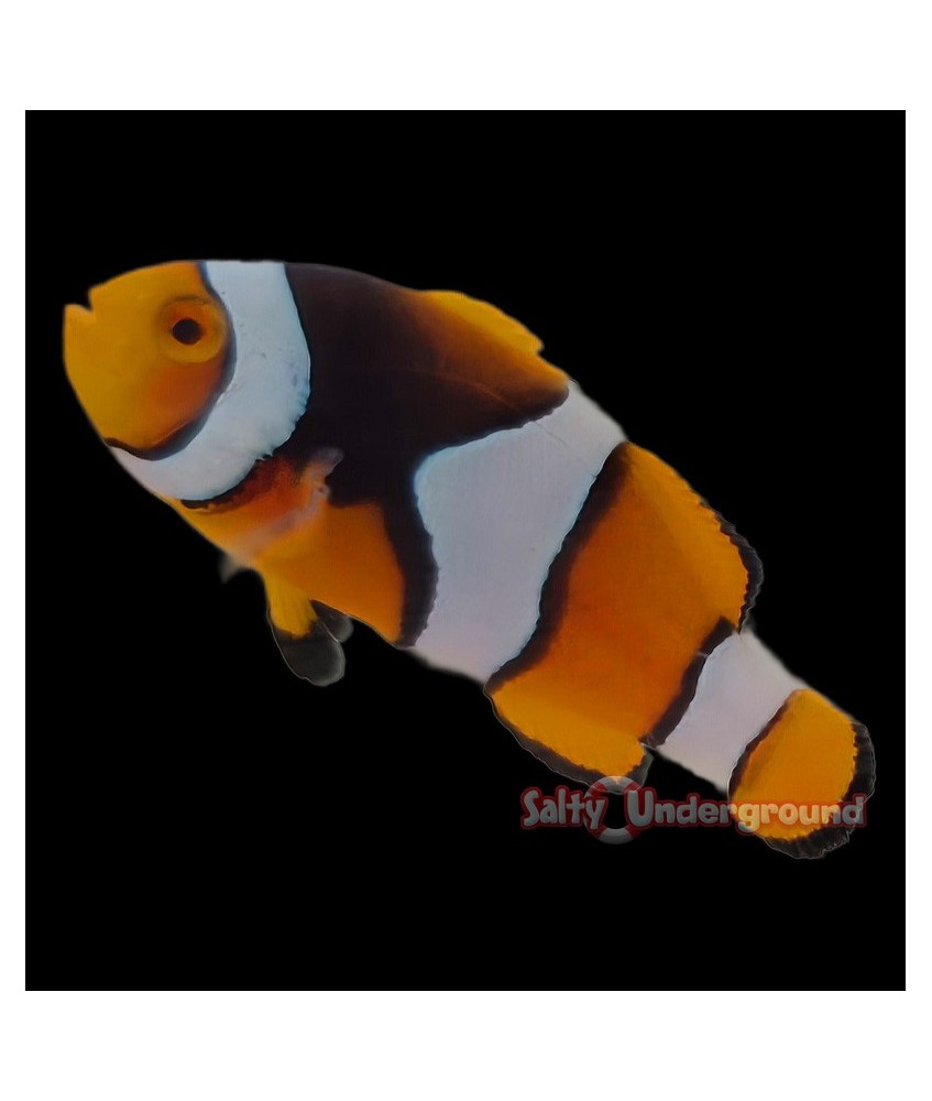 Clownfish | Popular Marine Fish for Reef Aquariums