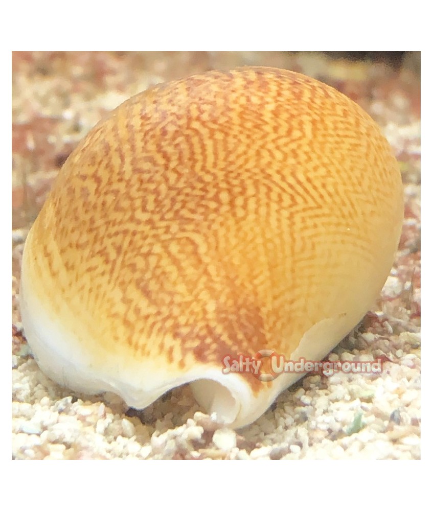 Salty Underground: Dog Conch (Laevistrombus canarium)