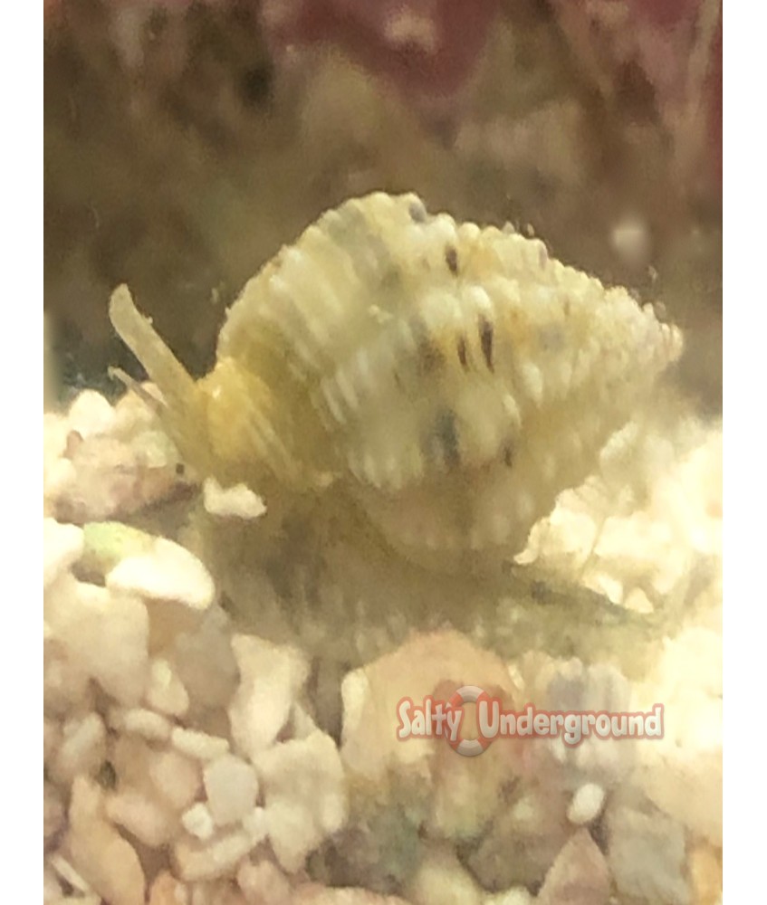 Salty Underground: Nassarius Snail Nano (Nassarius sp.)
