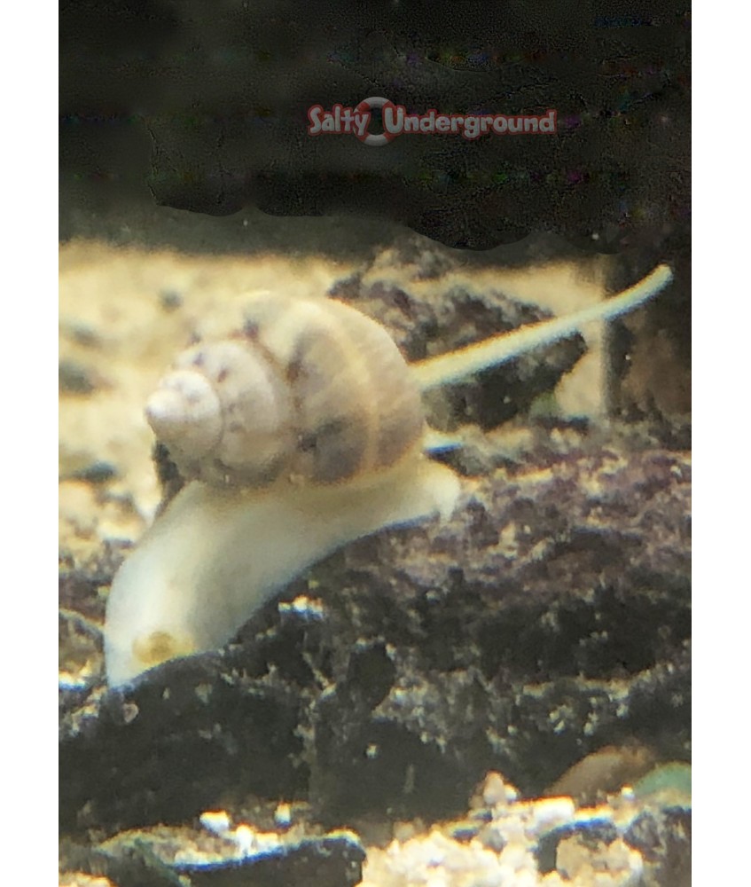 Salty Underground: Nassarius Snail (Nassarius sp.)
