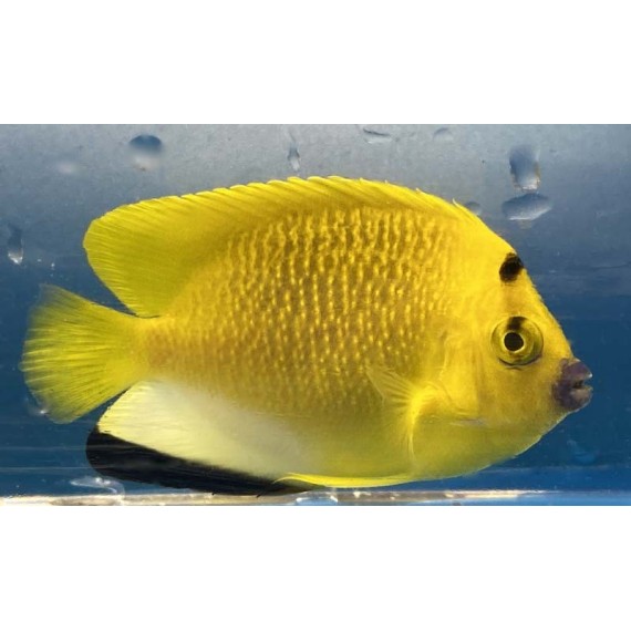 Salty Underground: Flagfin Angelfish (Apolemichthys trimaculatus)