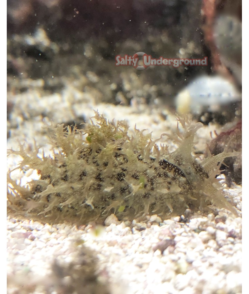 Salty Underground: Shaggy Sea Hare (Bursatella Leachii)