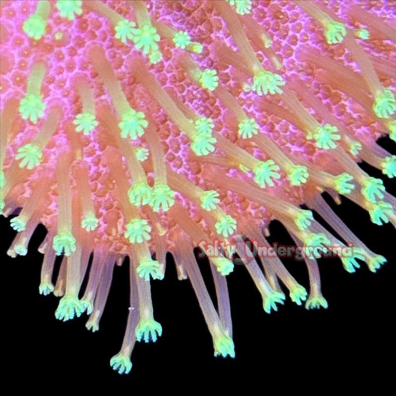 Salty Underground: 3 Inch Aquacultured Neon Green Toadstool Leather Coral (Sarcophyton)