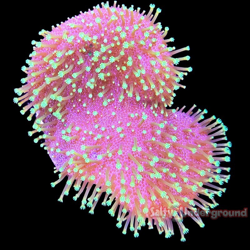 Salty Underground: 3 Inch Aquacultured Neon Green Toadstool Leather Coral (Sarcophyton)
