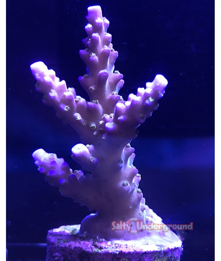 Salty Underground: Route 66 Merlin Staff Acropora