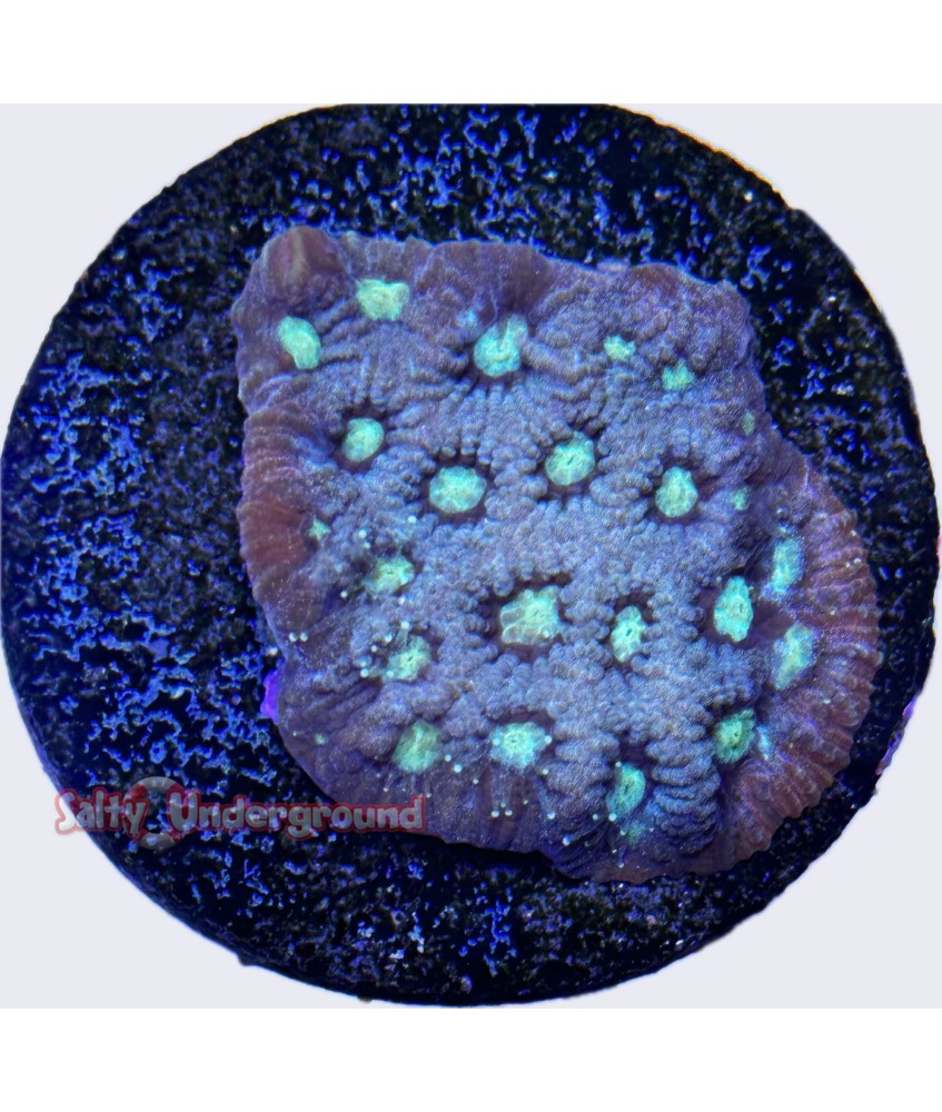 Salty Underground: Metallic Green Favites coral