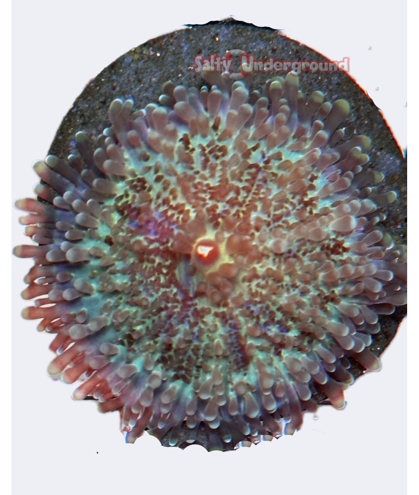 Salty Underground: Aqua Purple Rhodactis Mushroom Coral