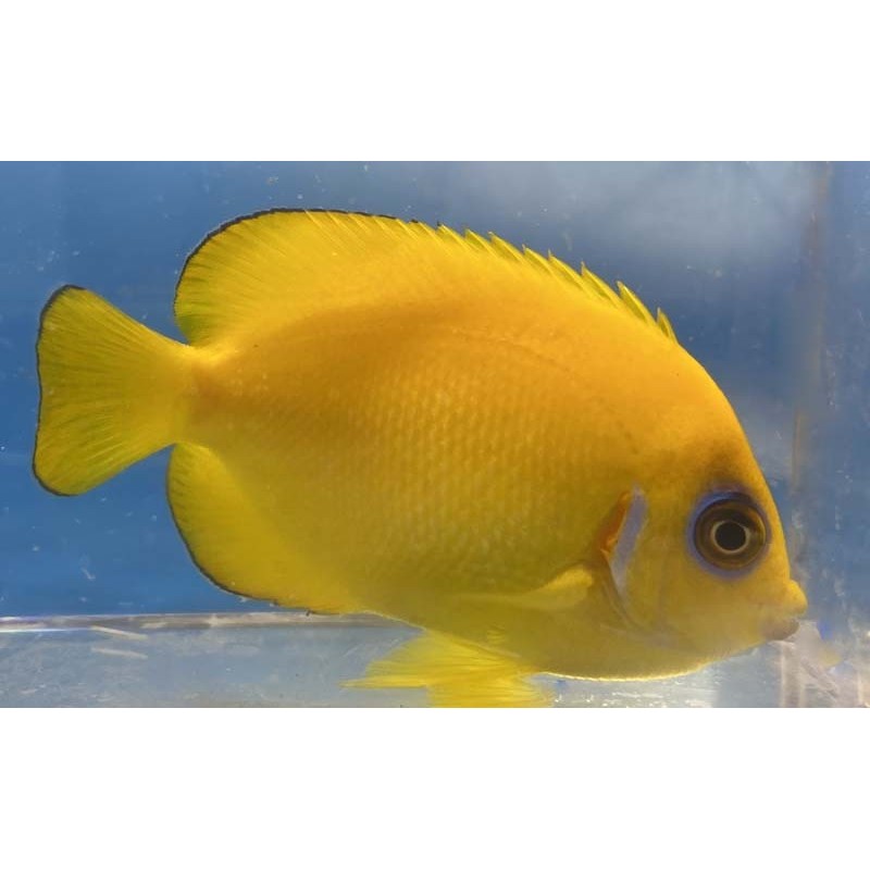Lemon Peel Angelfish