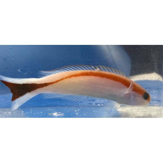 Salty Underground: Skunk Tilefish (Hoplolatius marcosi)