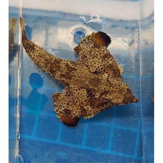 Salty Underground: Walking Batfish (Ogcocephalus corniger)