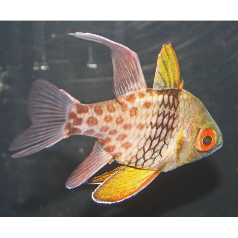 Salty Underground: Pajama Cardinal (Sphaeramia nematoptera)