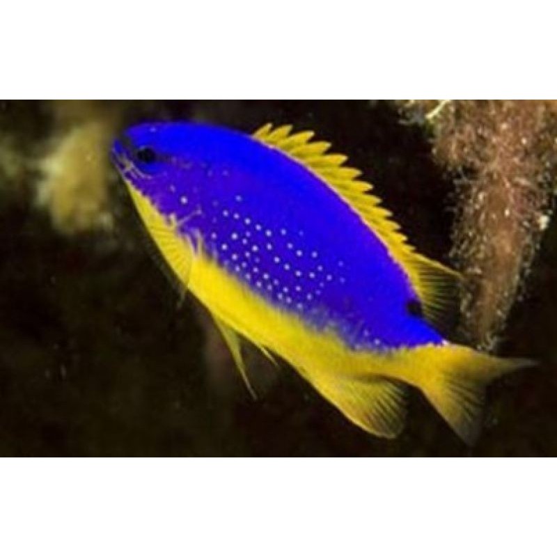 Salty Underground: Fiji Blue Devil Damsel (Chrysiptera taupou)
