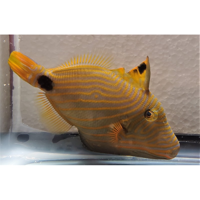 Undulate Triggerfish