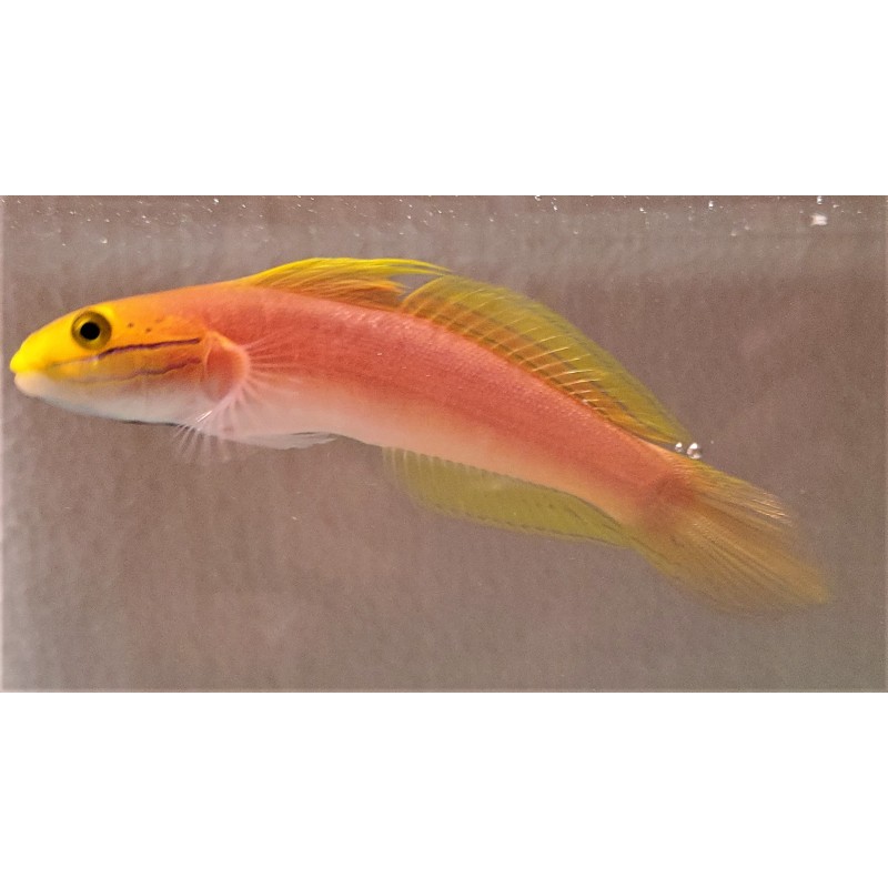 Salty Underground: Bella Goby (Valencienna bella)