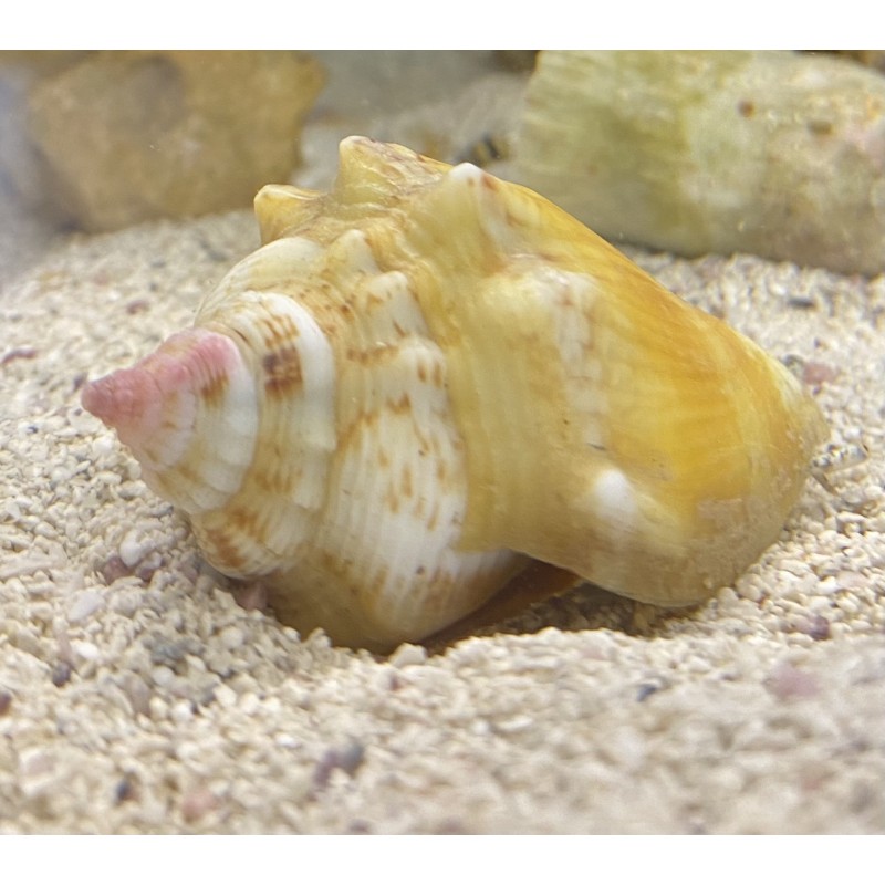 Fighting Conch Snail