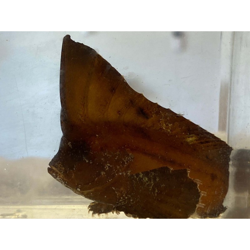 Striking Waspfish for Your Predator Tanks | Salty Underground
