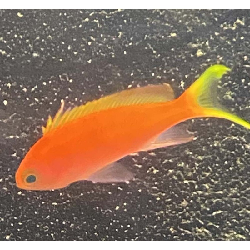 Salty Underground: Randall's Anthias Female Pseudanthias randalli