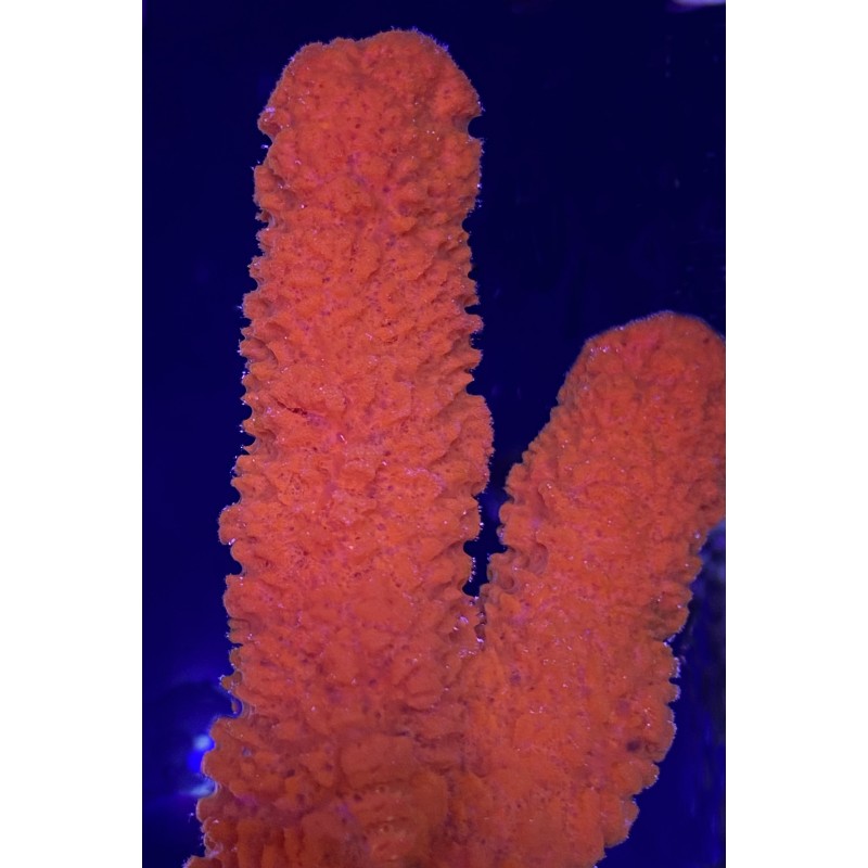 Sea Sponges | Natural Marine Sponges for Aquariums