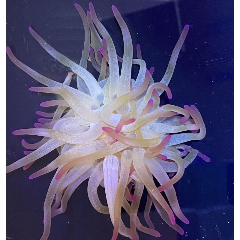 Salty Underground: Pink Tip Anemone (Condylactis gigantea)