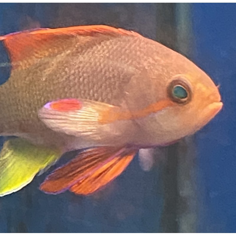 Salty Underground: Male Lyretail Red Anthias Pseudanthias squamipinnis