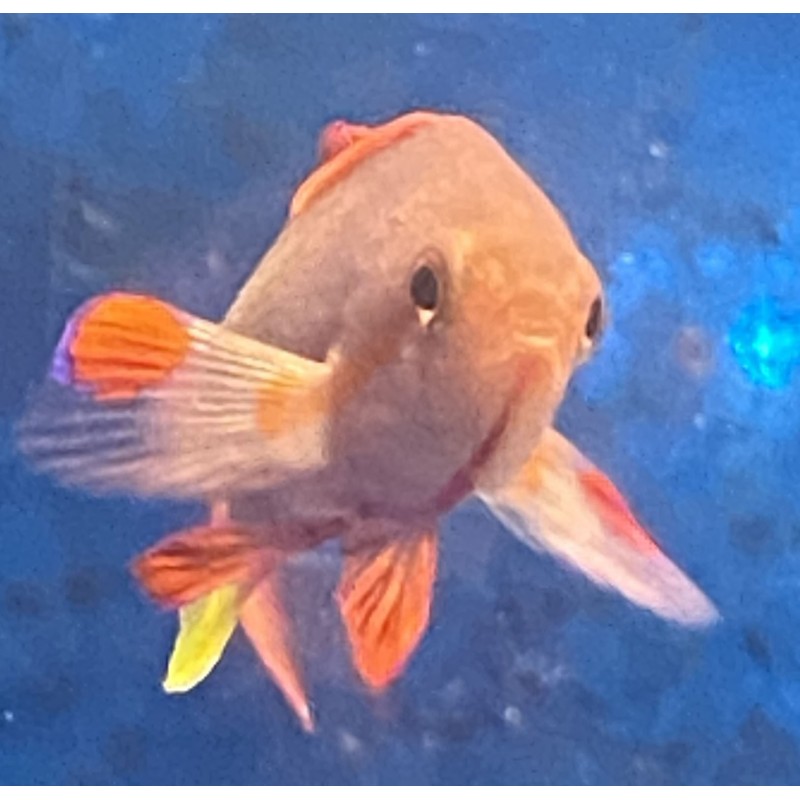 Salty Underground: Male Lyretail Red Anthias Pseudanthias squamipinnis