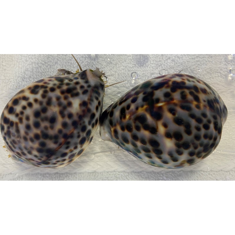 Salty Underground: Tiger Cowrie (Cypraea Tigris)