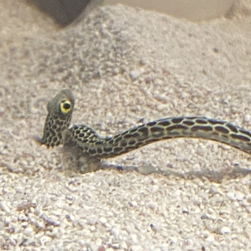 Salty Underground: Ghost Ribbon Eel