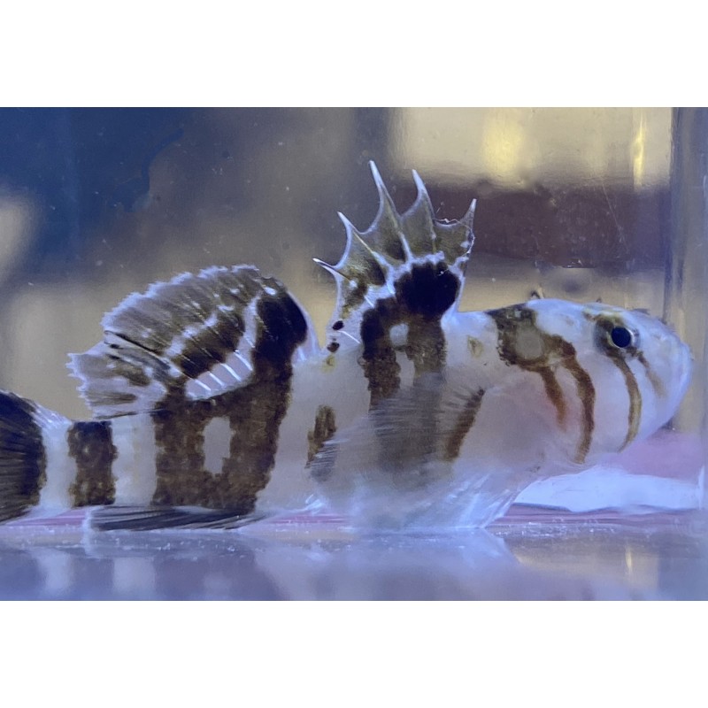 Salty Underground: Black Barred Circus Goby (Priolepis nocturna)