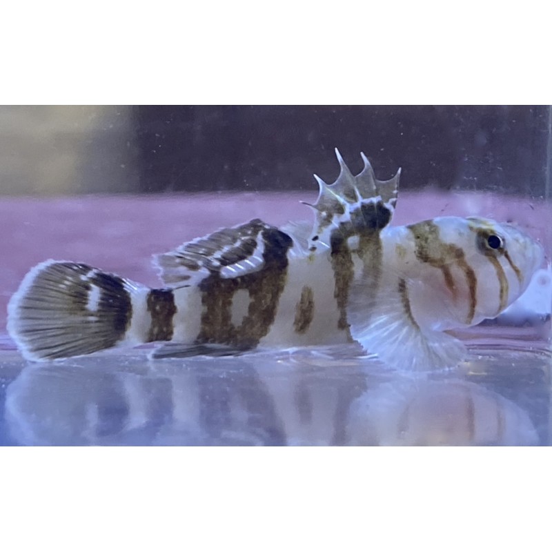 Salty Underground: Black Barred Circus Goby (Priolepis nocturna)