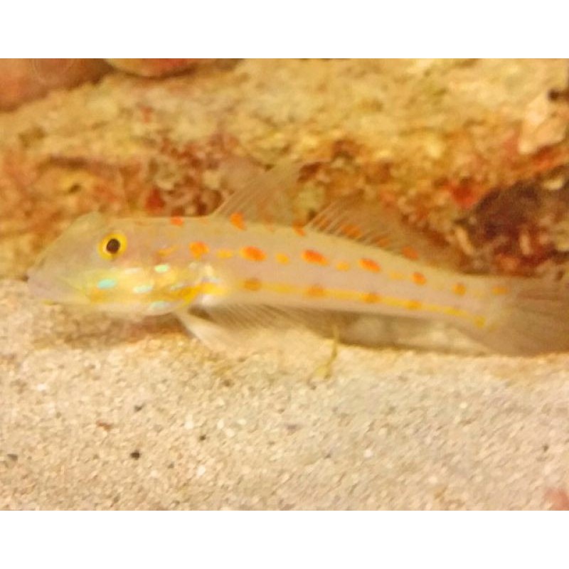 Salty Underground: Orange Spotted Diamond Goby (Valenciennea puellaris)